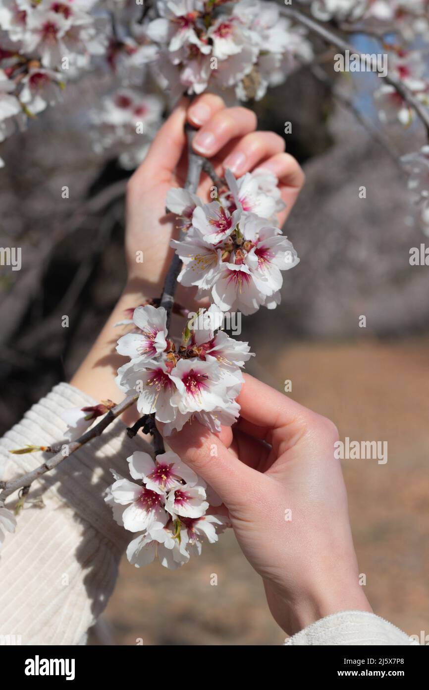 Close up hands of woman picking white and pink flowers from a branch of ...