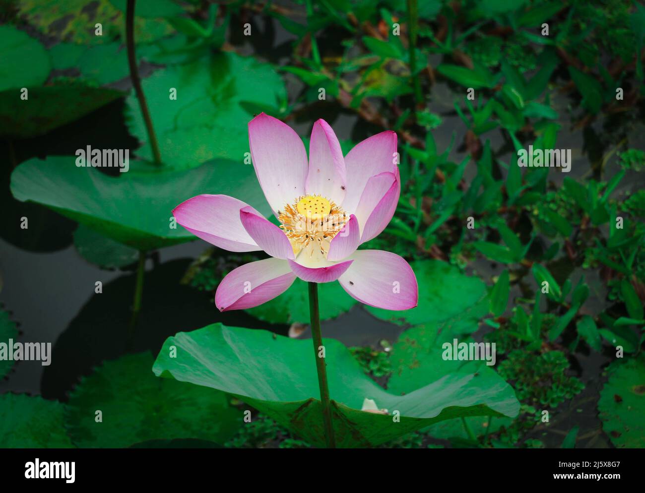 Field lotus flower hi-res stock photography and images - Alamy