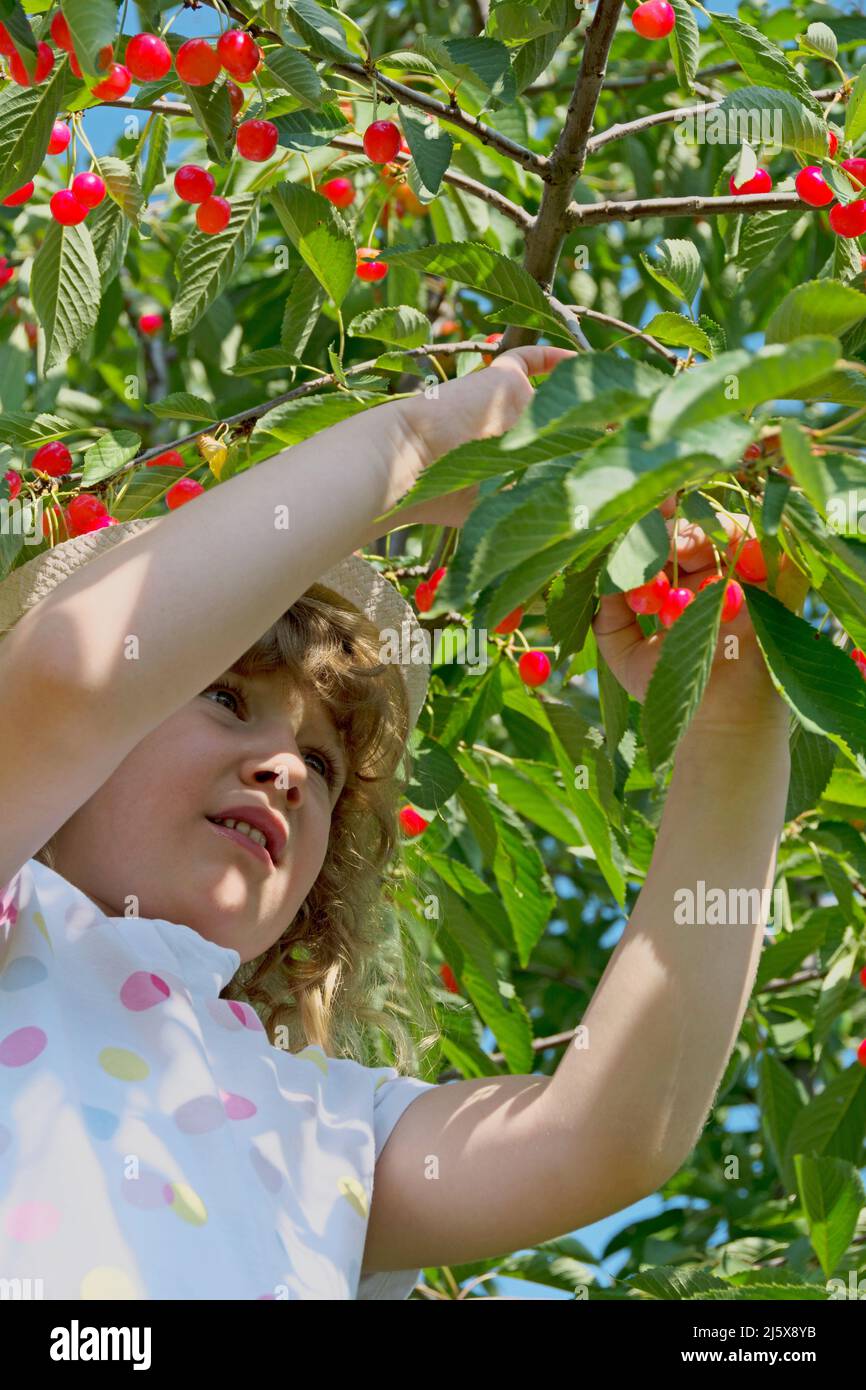 Child picks cherries, portrait format Stock Photo - Alamy