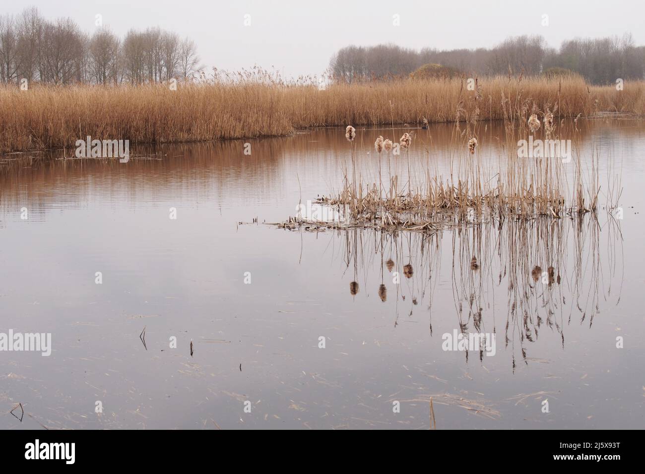 Reeds growing out of wetlands in the fens in Suffolk near the Little ...