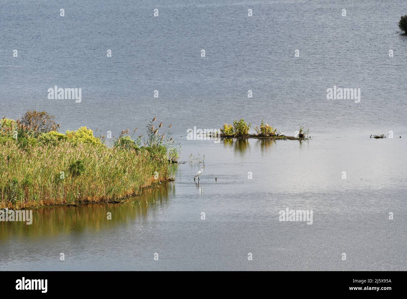 LAND UNDER: Swamp and marsh in the meadowlands of East Rutherford, New ...