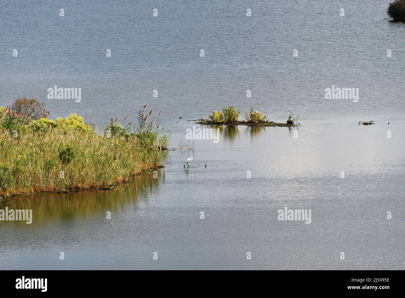 LAND UNDER: Swamp and marsh in the meadowlands of East Rutherford, New ...