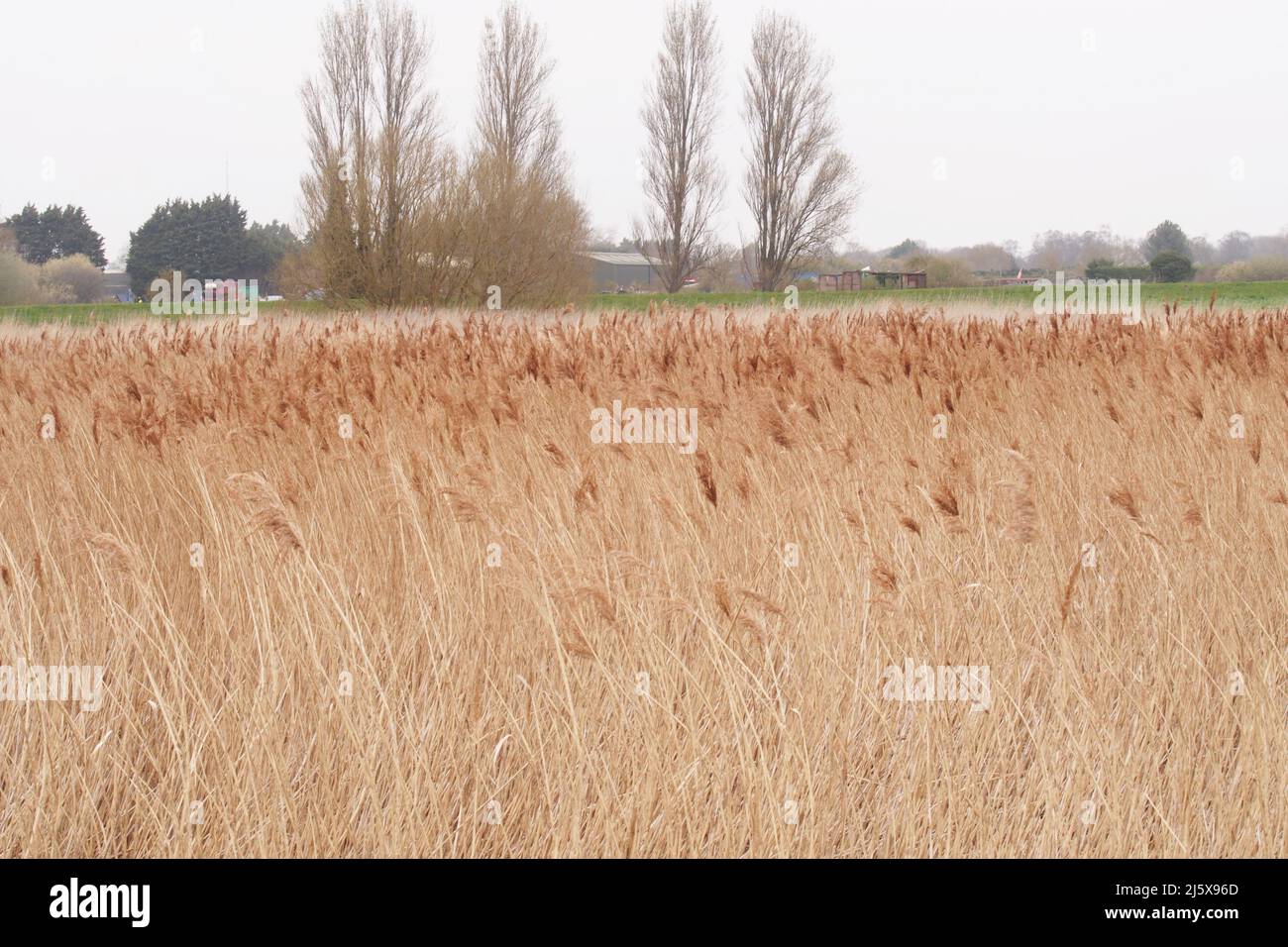 Reed beds and grazing meadows at Lakenheath wildfowl reserve, Suffolk ...