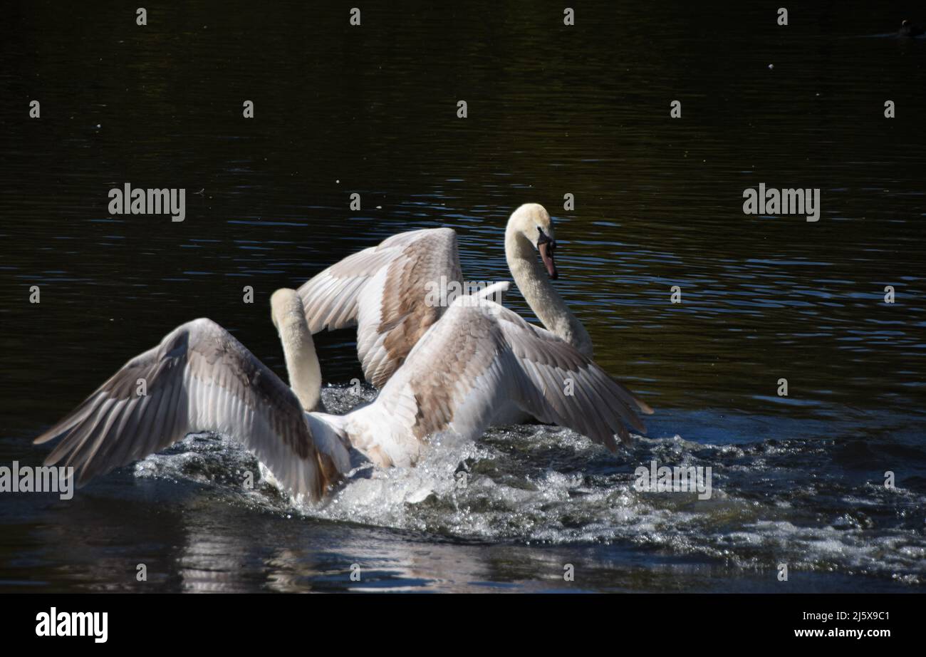 Adult swans fighting hi-res stock photography and images - Alamy