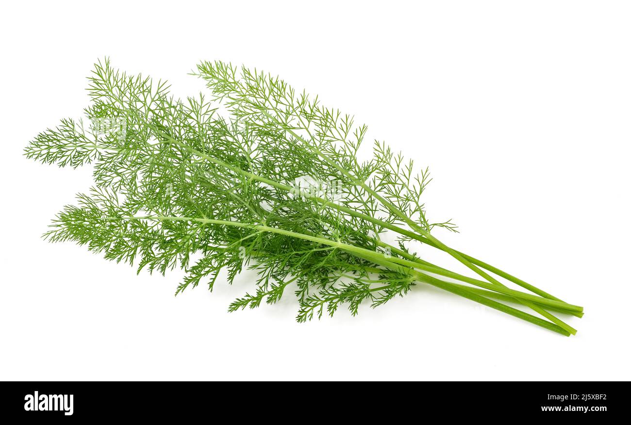 Fresh fennel isolated on white background Stock Photo - Alamy