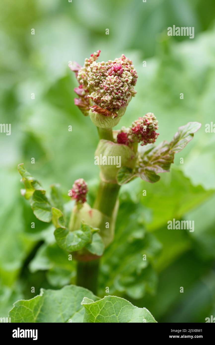Rhubarb plant in a garden Stock Photo - Alamy
