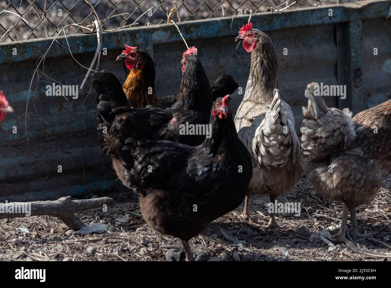 Close-up free range hens. Birds isolated against a blurred background ...