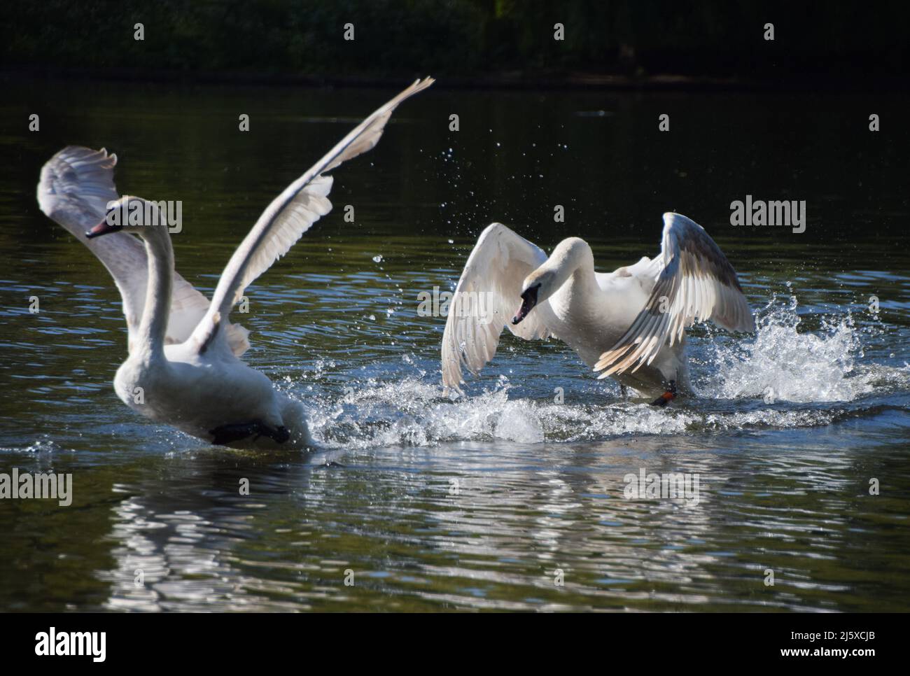 Adult swans fighting hi-res stock photography and images - Alamy