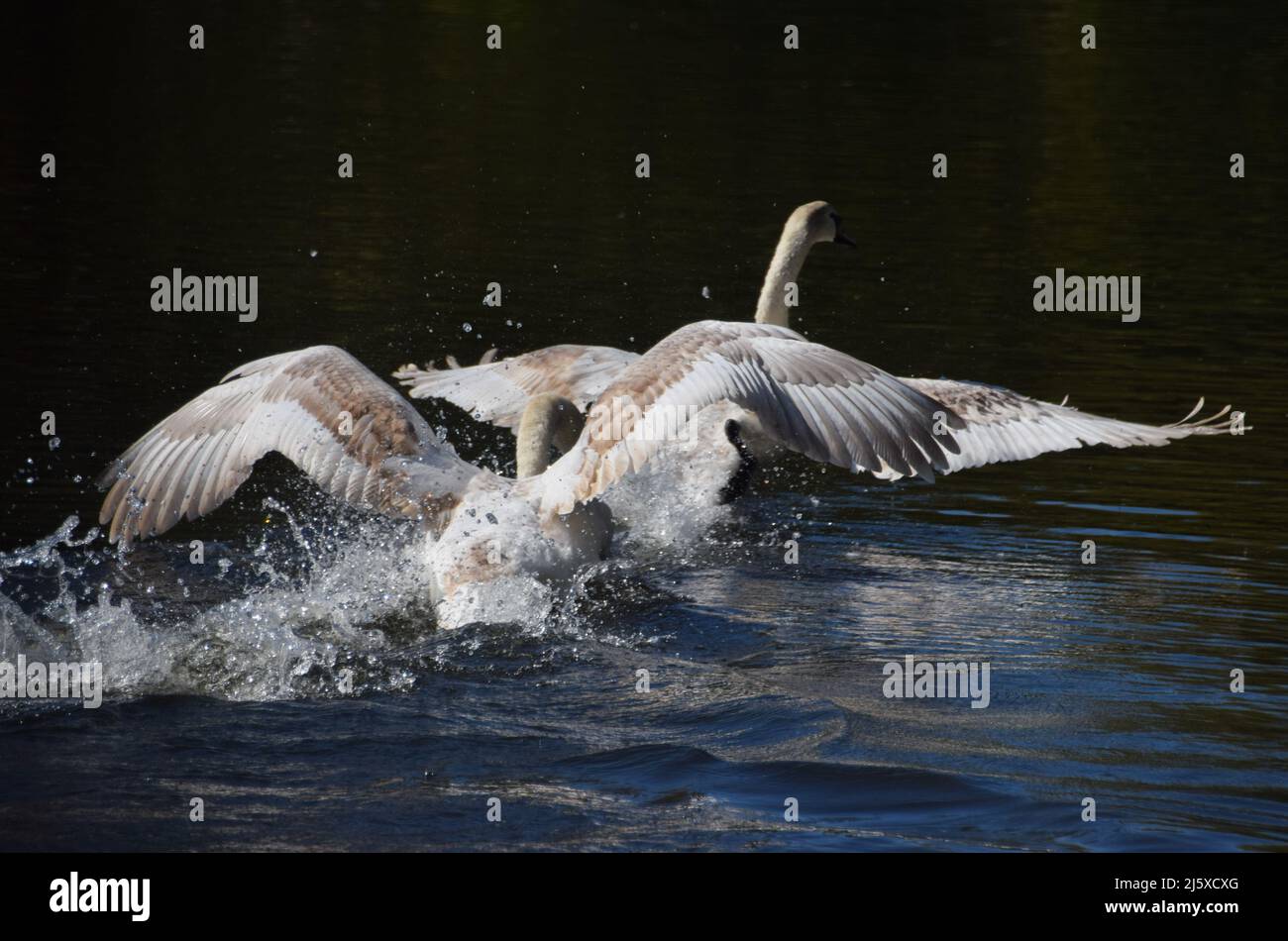 Adult swans fighting hi-res stock photography and images - Alamy