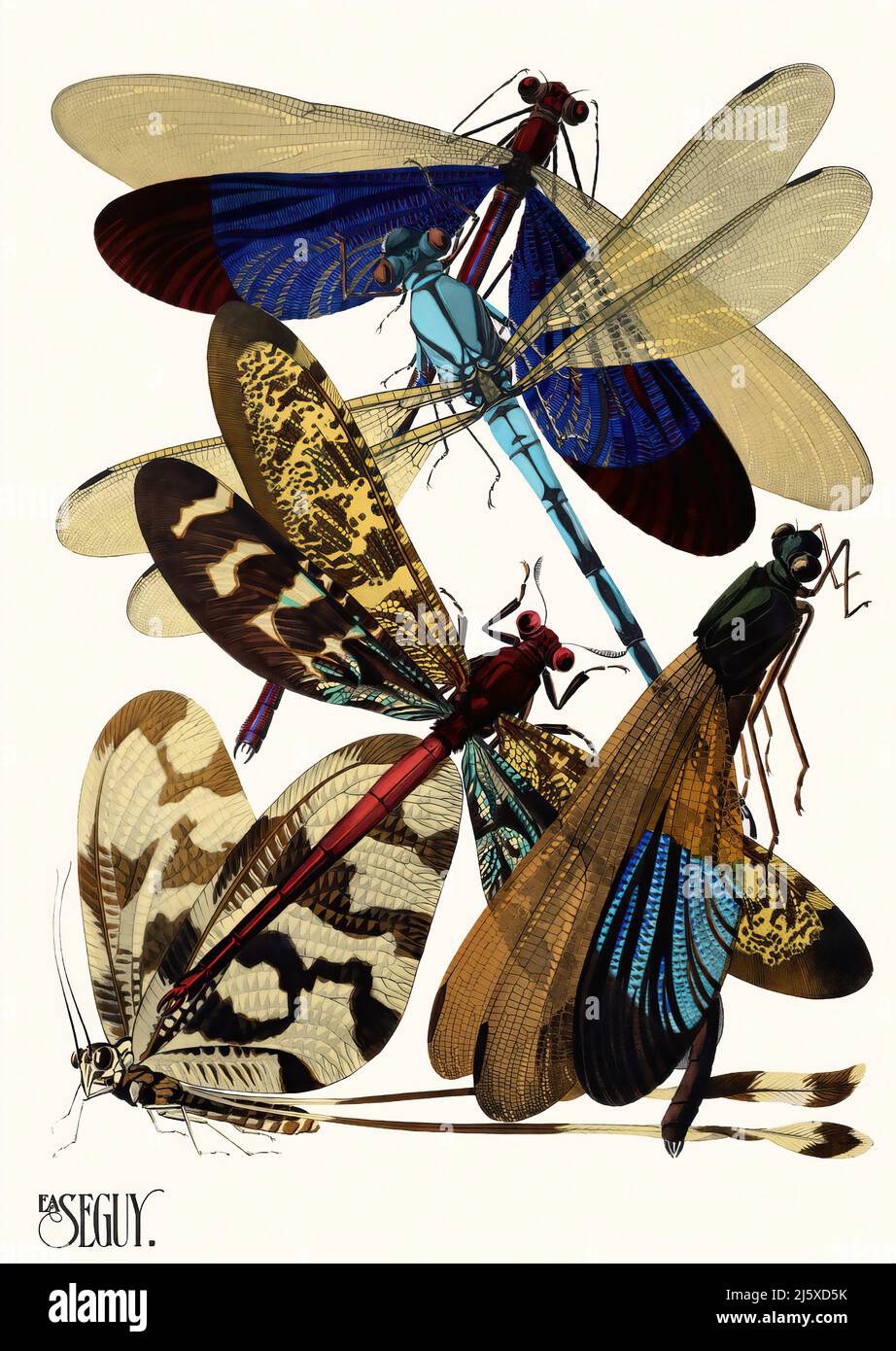 Art by Eugene Seguy - Insectes Plate 2 (1929 Stock Photo - Alamy