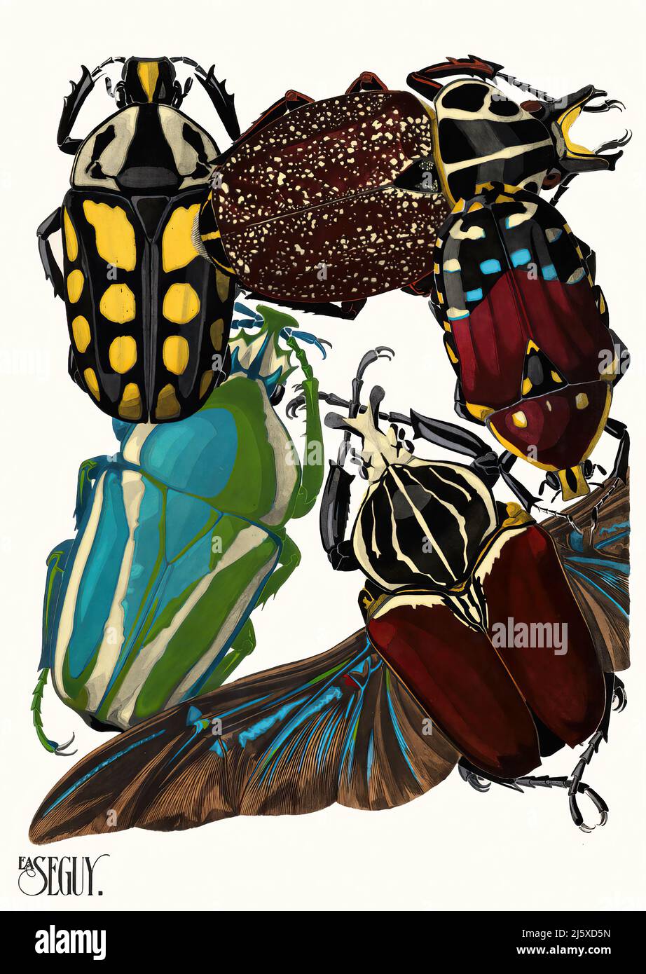 Art by Eugene Seguy - Insectes Plate 3 (1929 Stock Photo - Alamy
