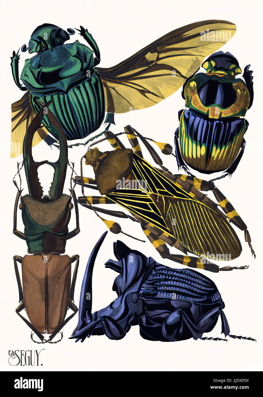 Art by Eugene Seguy - Insectes Plate 7 (1929 Stock Photo - Alamy