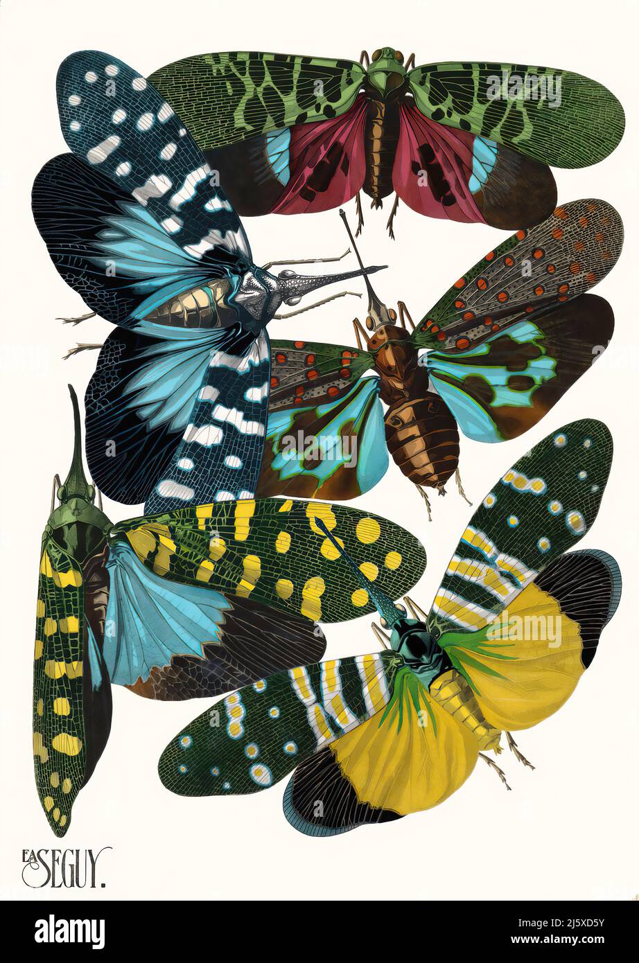 Seguy insects hi-res stock photography and images - Alamy