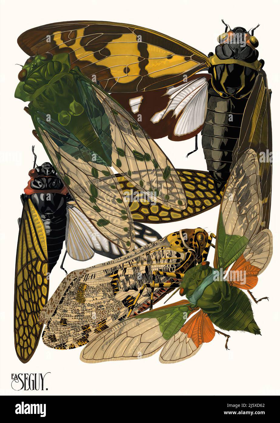 Art by Eugene Seguy - Insectes Plate 12 (1929 Stock Photo - Alamy