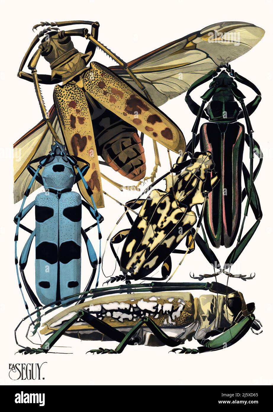 Art by Eugene Seguy- Insectes Plate 14 (1929 Stock Photo - Alamy