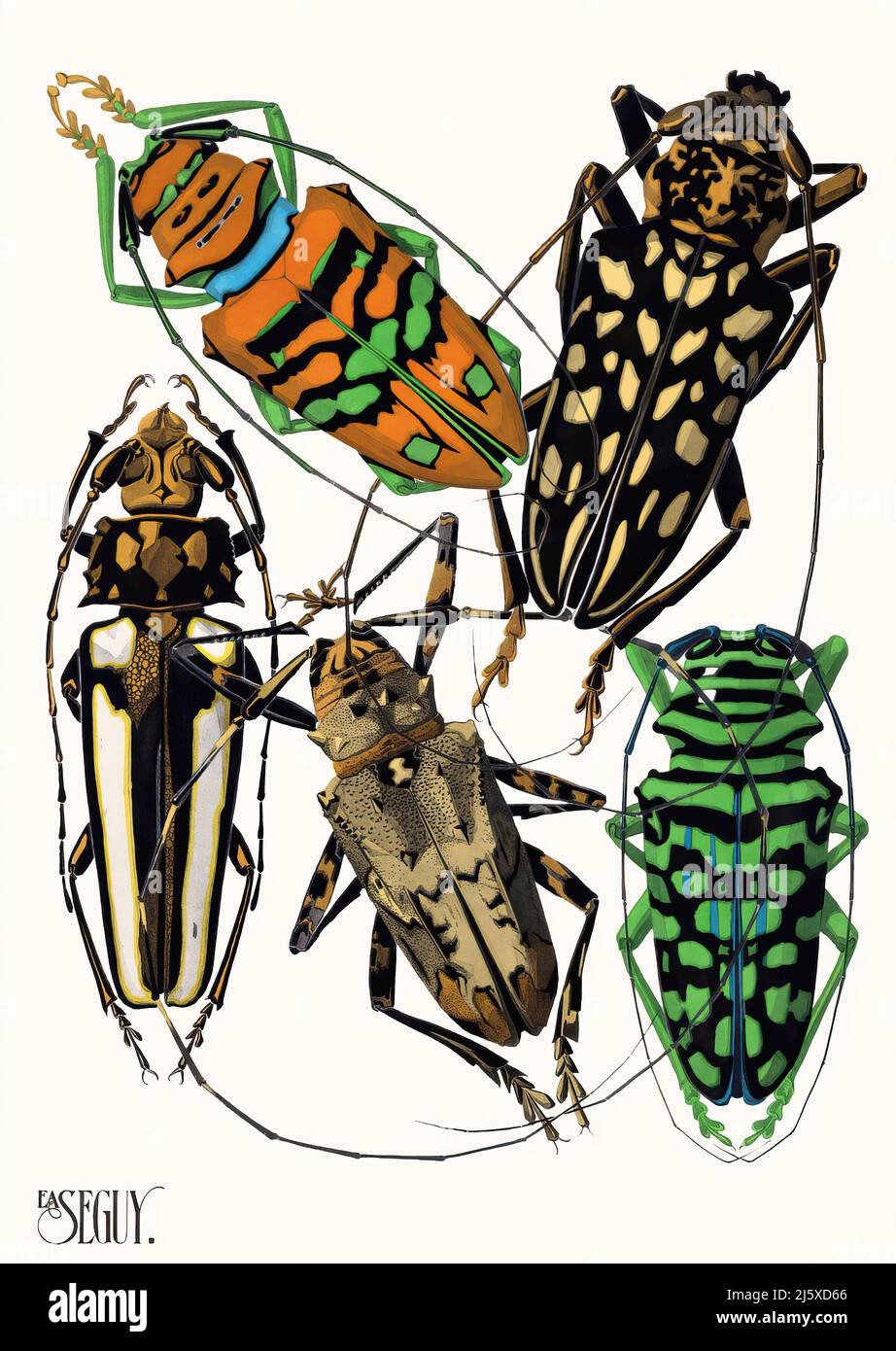 Art by Eugene Seguy - Insectes Plate 15 (1929 Stock Photo - Alamy