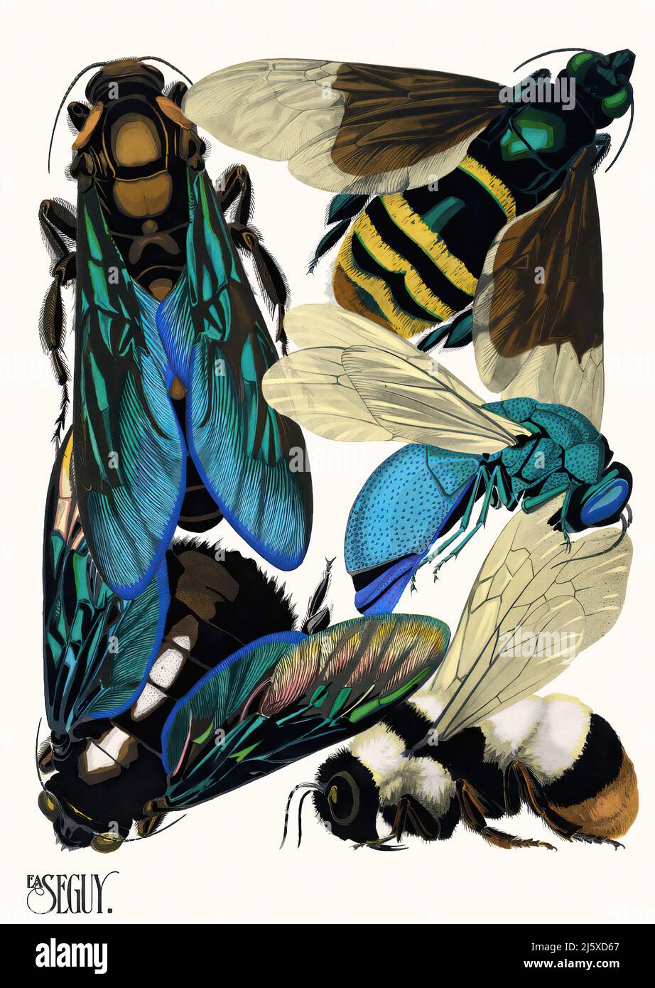 Art by Eugene Seguy - Insectes Plate 16 (1929 Stock Photo - Alamy