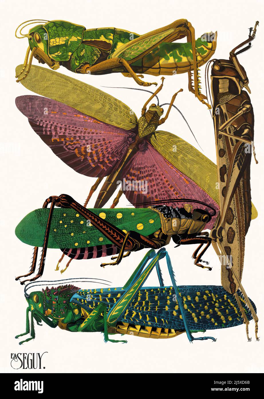 Art by Eugene Seguy - Insectes Plate 18 (1929 Stock Photo - Alamy