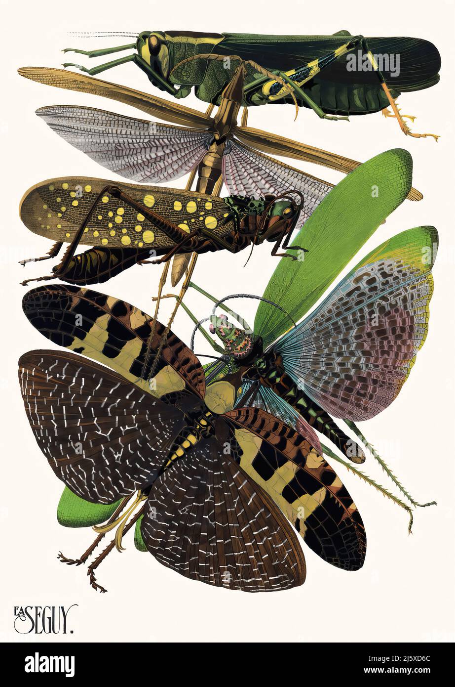 Art by Eugene Seguy - Insectes Plate 19 (1929 Stock Photo - Alamy