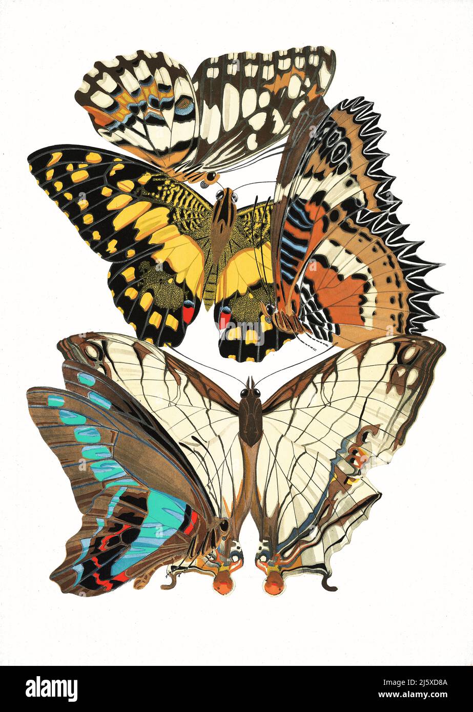 Seguy insects hi-res stock photography and images - Alamy