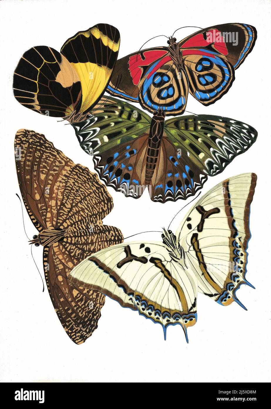 Art by Eugene Seguy - Papillons, Plate 12 (1925 Stock Photo - Alamy