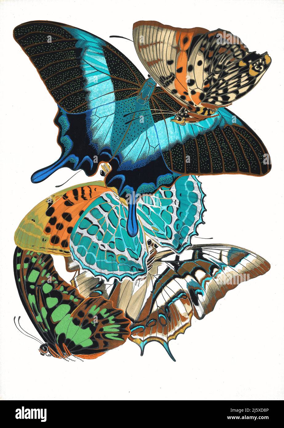 Art by Eugene Seguy - Papillons, Plate 13 (1925 Stock Photo - Alamy