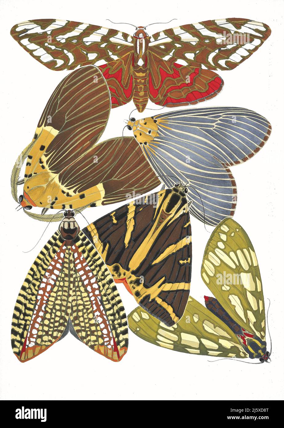 Seguy insects hi-res stock photography and images - Alamy