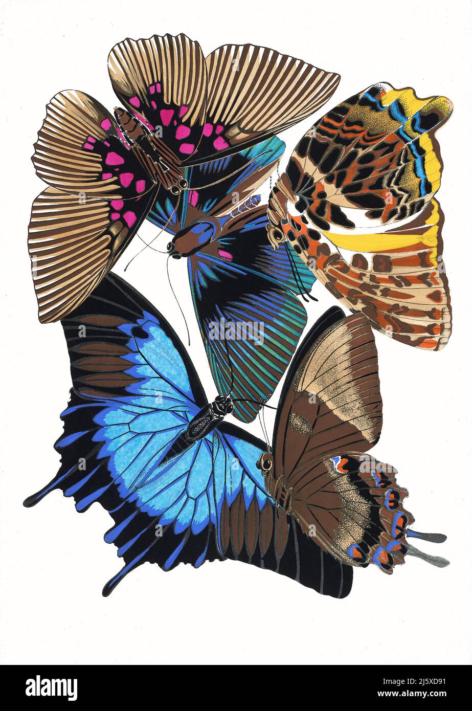 Art by Eugene Seguy - Papillons, Plate 16 (1925 Stock Photo - Alamy