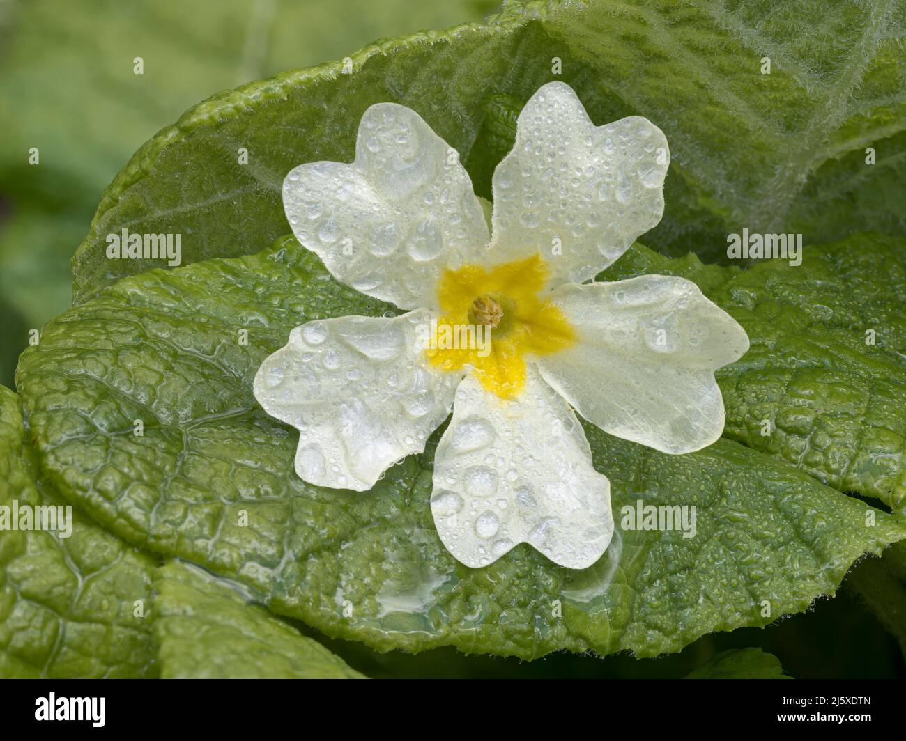 Primrose, Primula vulgaris, flower covered in rain drops Norfolk, March ...