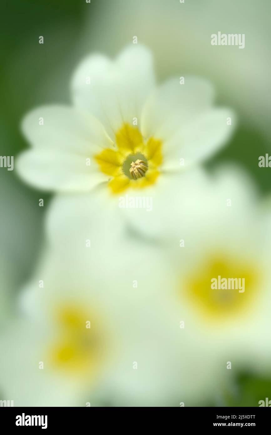 Primrose species hi-res stock photography and images - Alamy