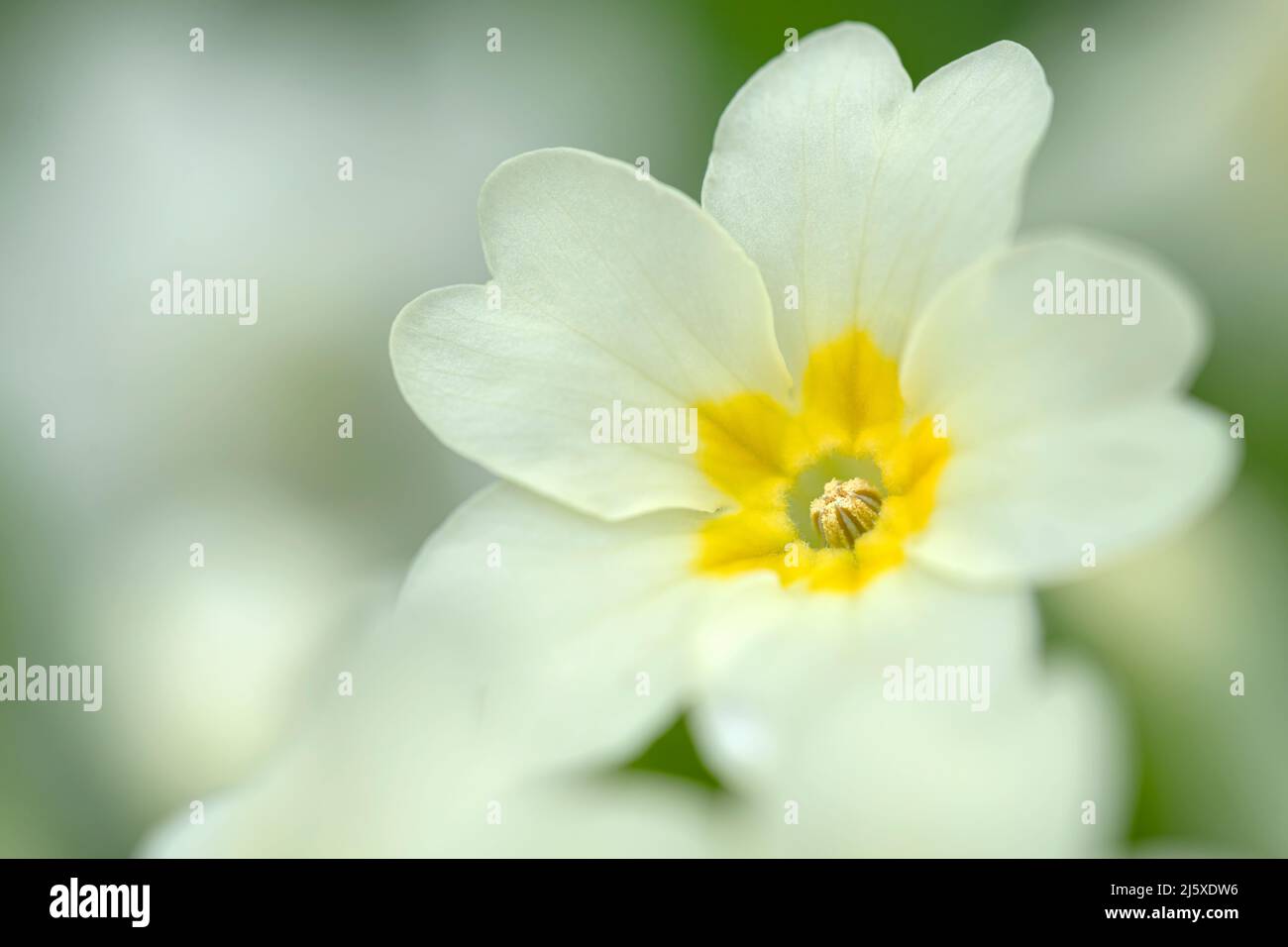 Primrose species hi-res stock photography and images - Alamy