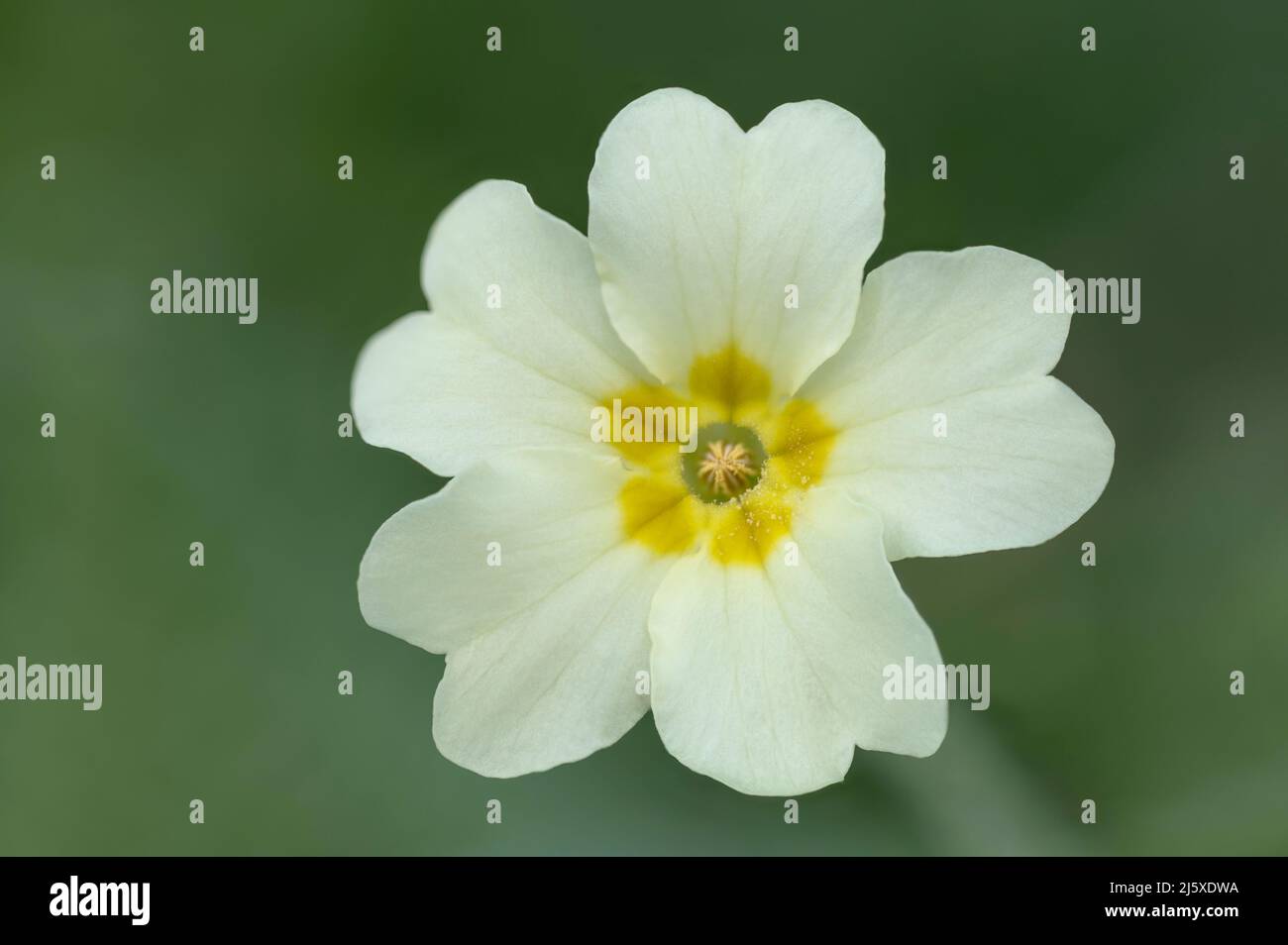 Norfolk botanical garden hi-res stock photography and images - Alamy