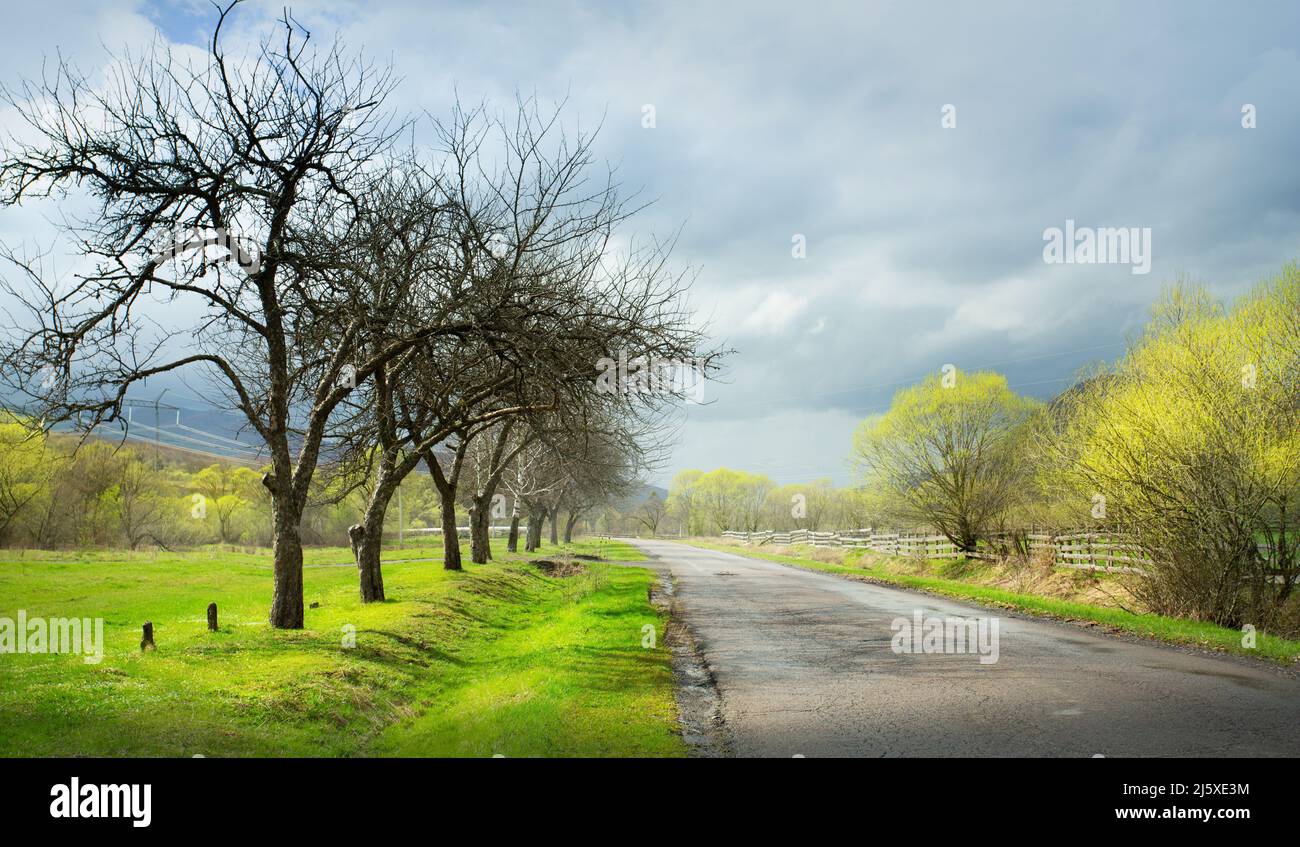 art rural landscape. Spring countryside landscape with Spring trees and ...