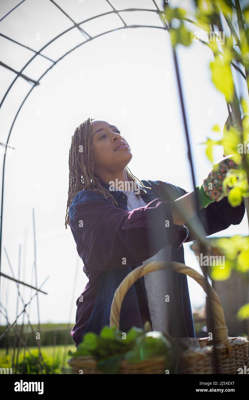Woman sunny garden hi-res stock photography and images - Alamy