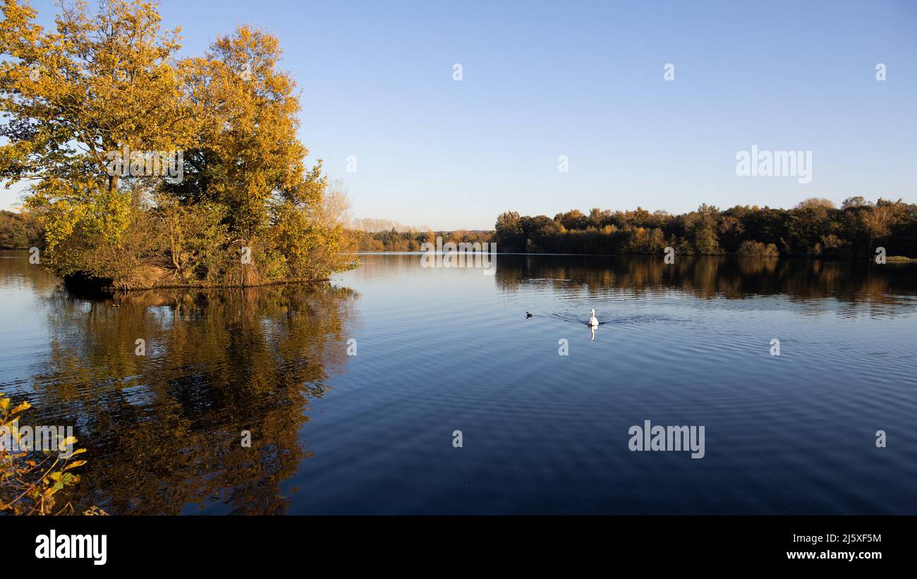 A Tranquil Scene of a Lake with a Swan and Autumnal Colours Stock Photo ...
