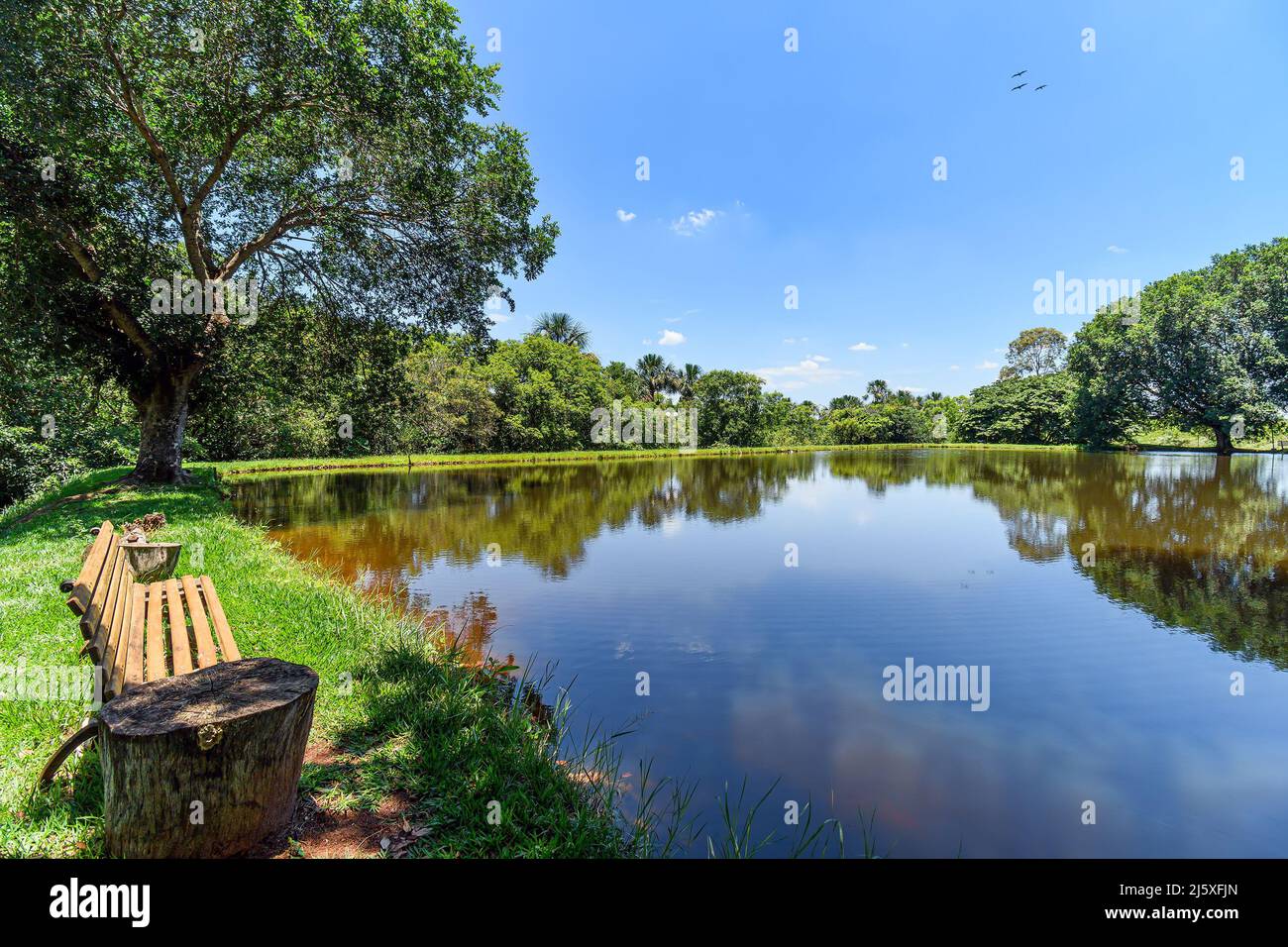 Wooden bench next to a fishing lake with calm water and green trees ...