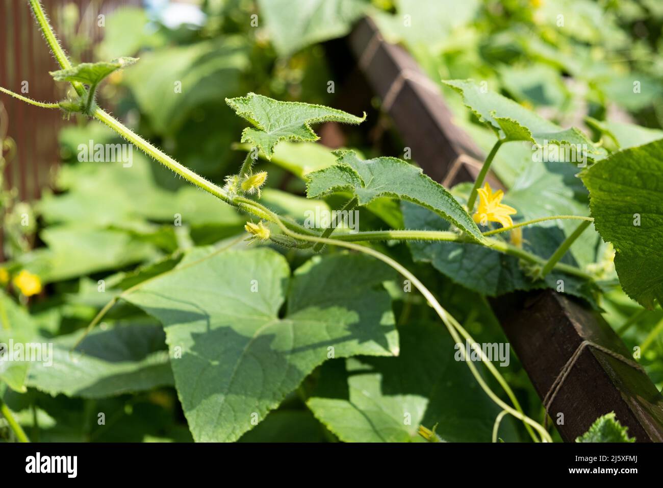 Cucumber plant. Green plant vegetable background. Gardening Stock Photo ...