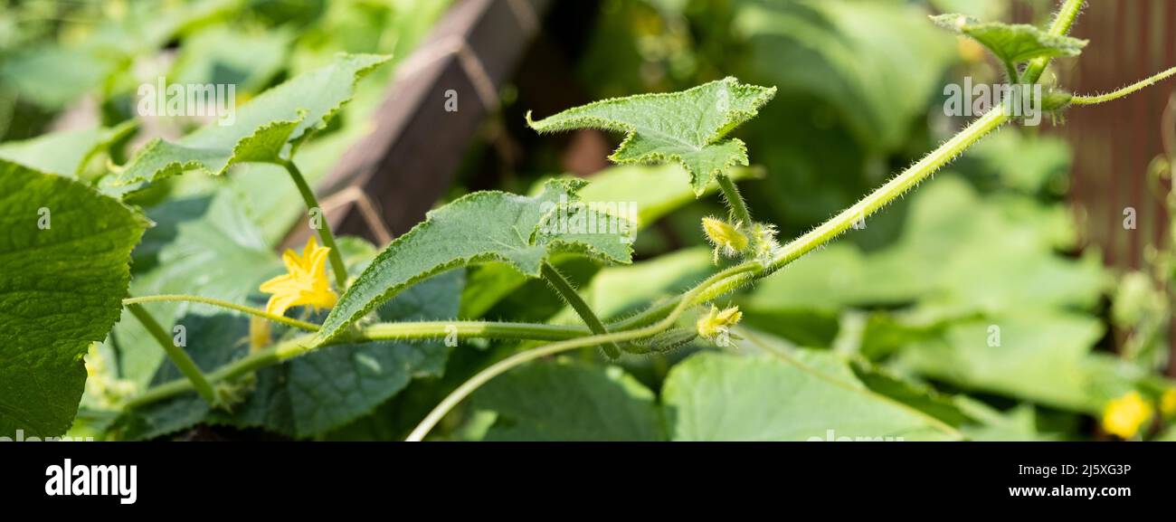 Cucumber plant. Green plant vegetable background. Gardening Stock Photo ...