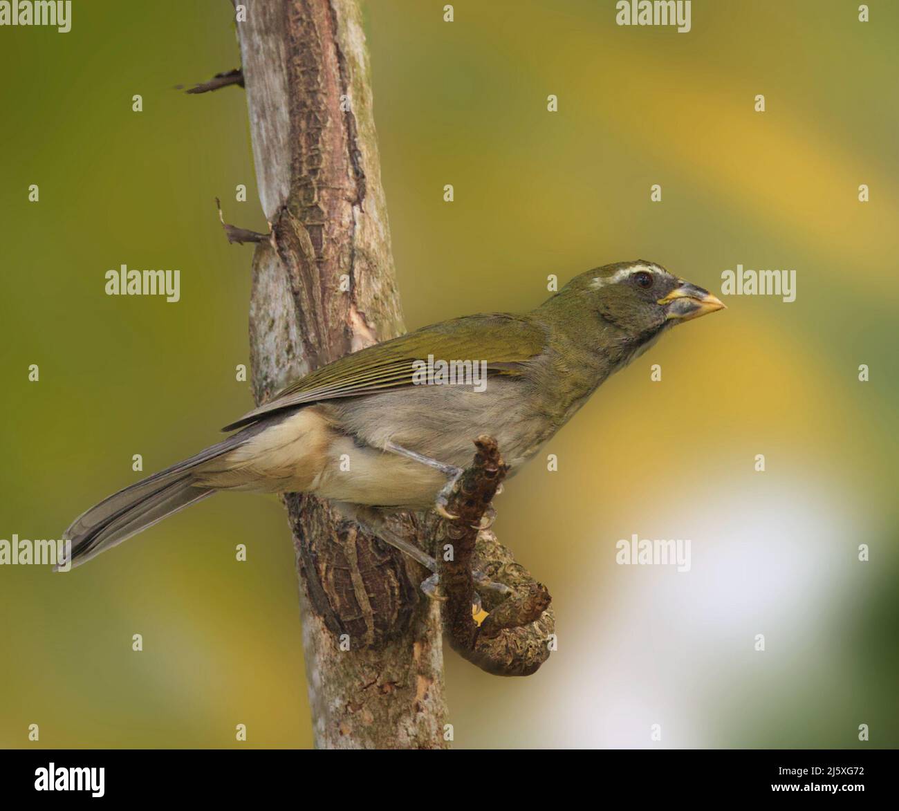 Antillean fauna hi-res stock photography and images - Alamy