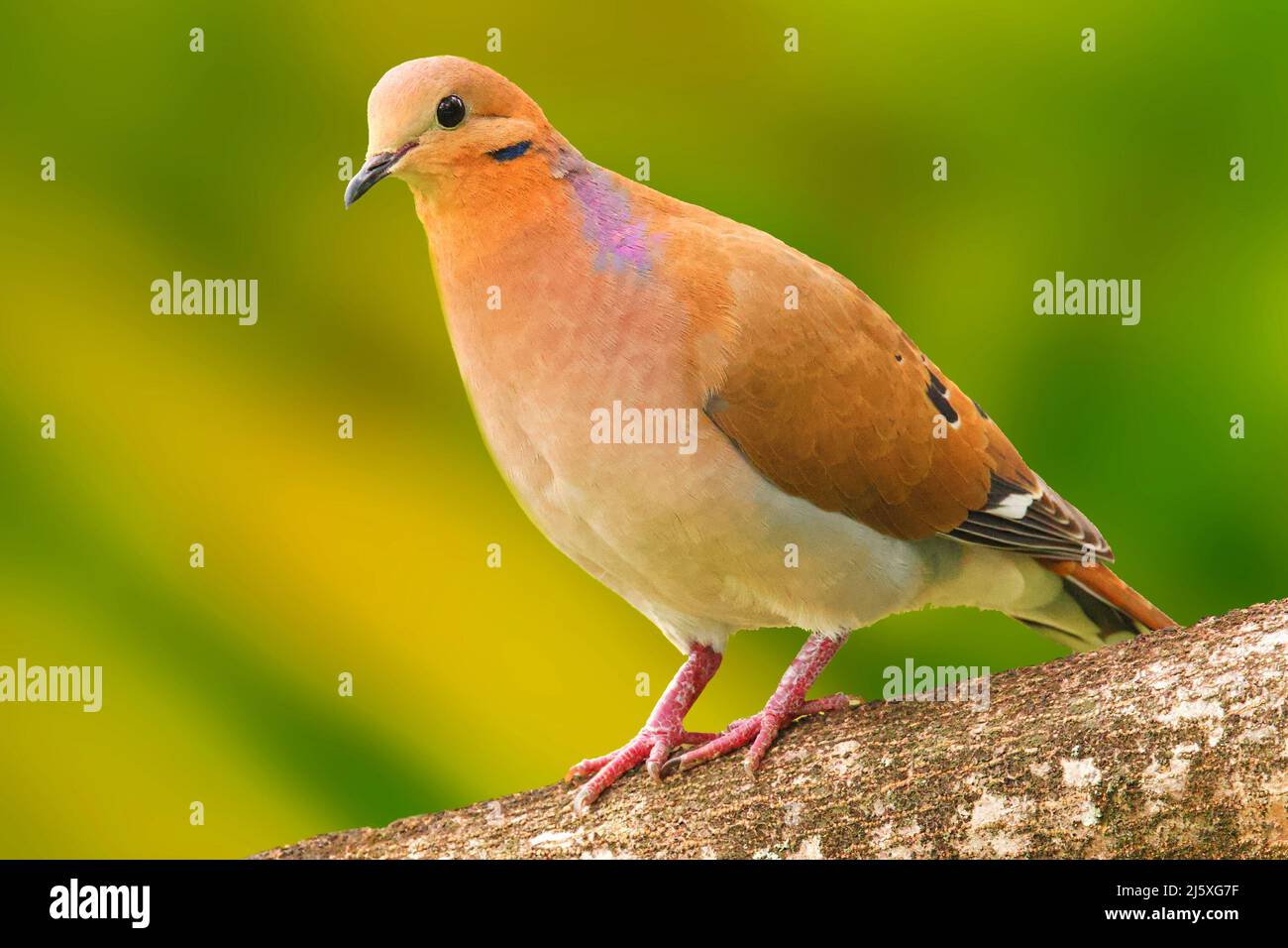 Zenaida dove national bird of anguilla hi-res stock photography and ...