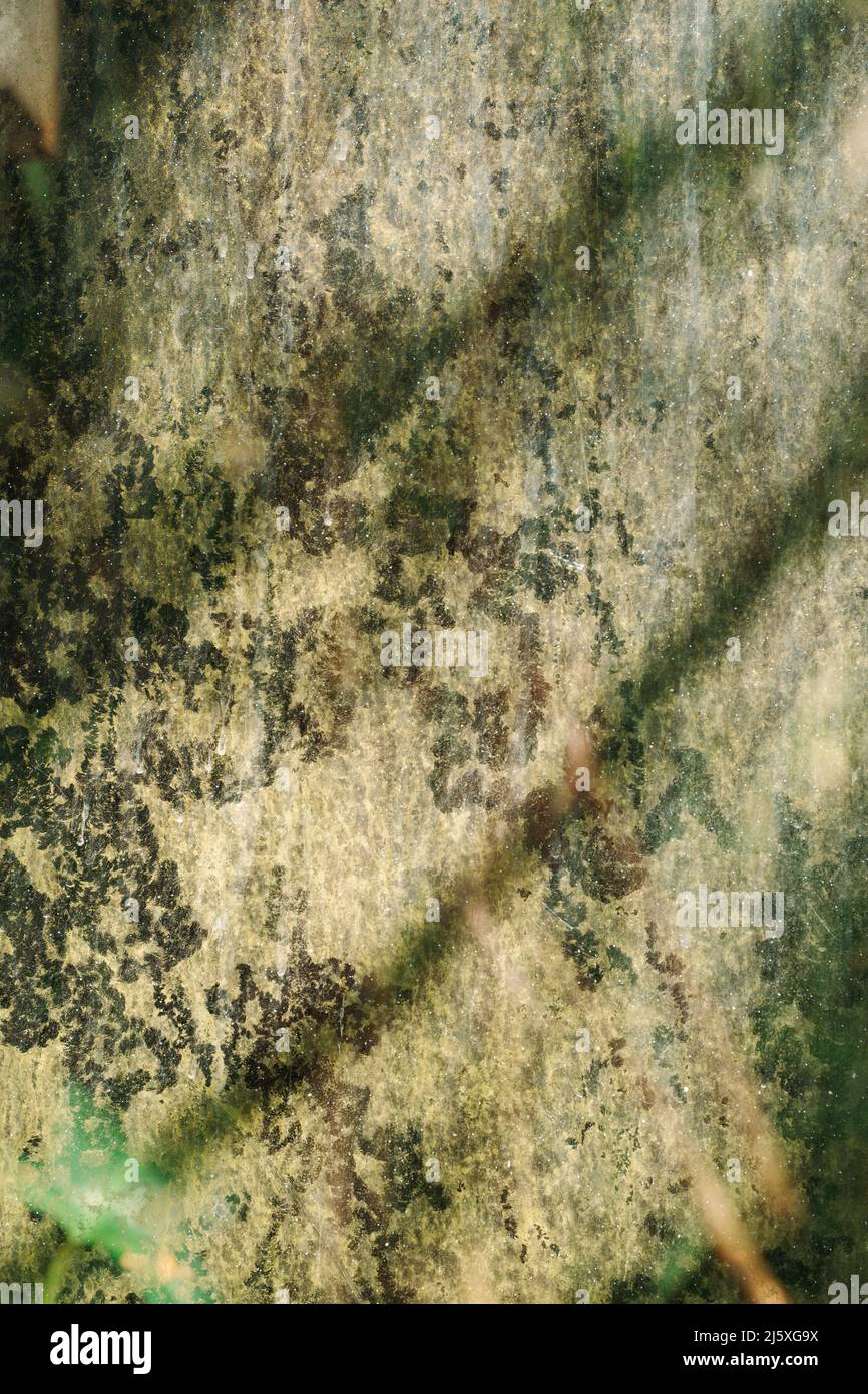 Green Algae on greenhouse window glass in sunshine with shadows Stock ...