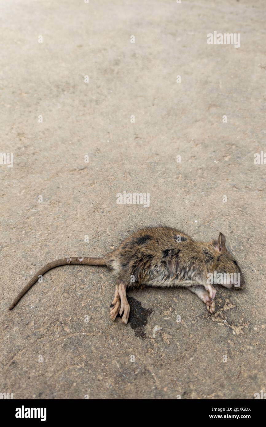 dead mouse body on sandy asphalt surface Stock Photo - Alamy