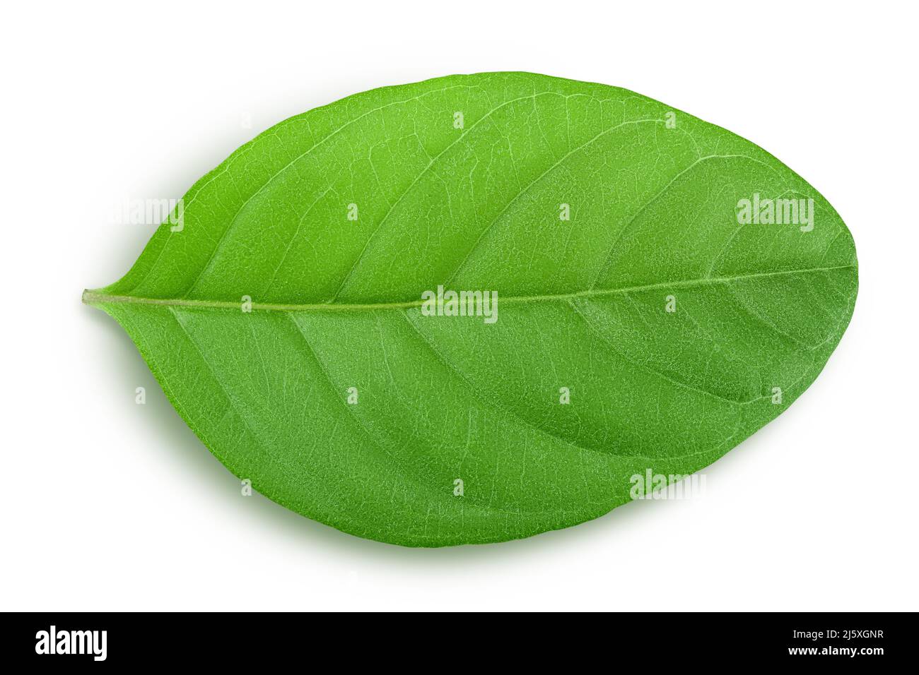 Guava Leaves