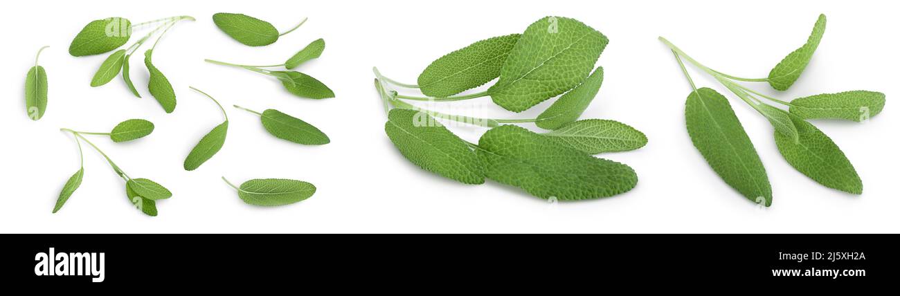 Sage herb leaves isolated on white background with clipping path and ...