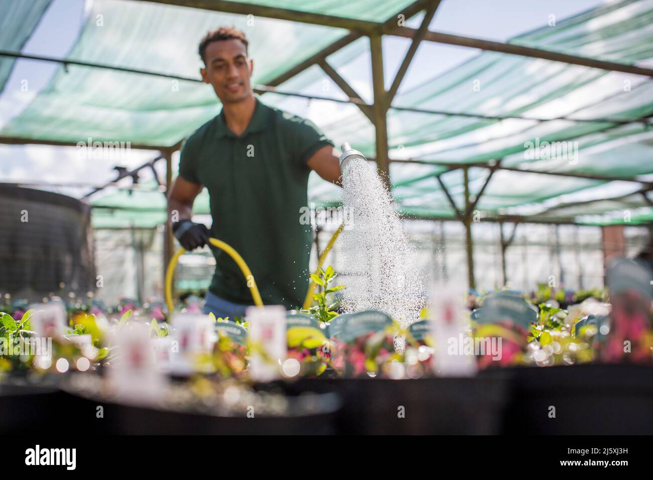 Male plant nursery worker watering plants with hose Stock Photo - Alamy