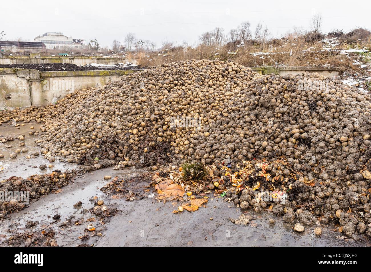 Large heap of spoiled potatoes waste at compost sorting and recycling ...