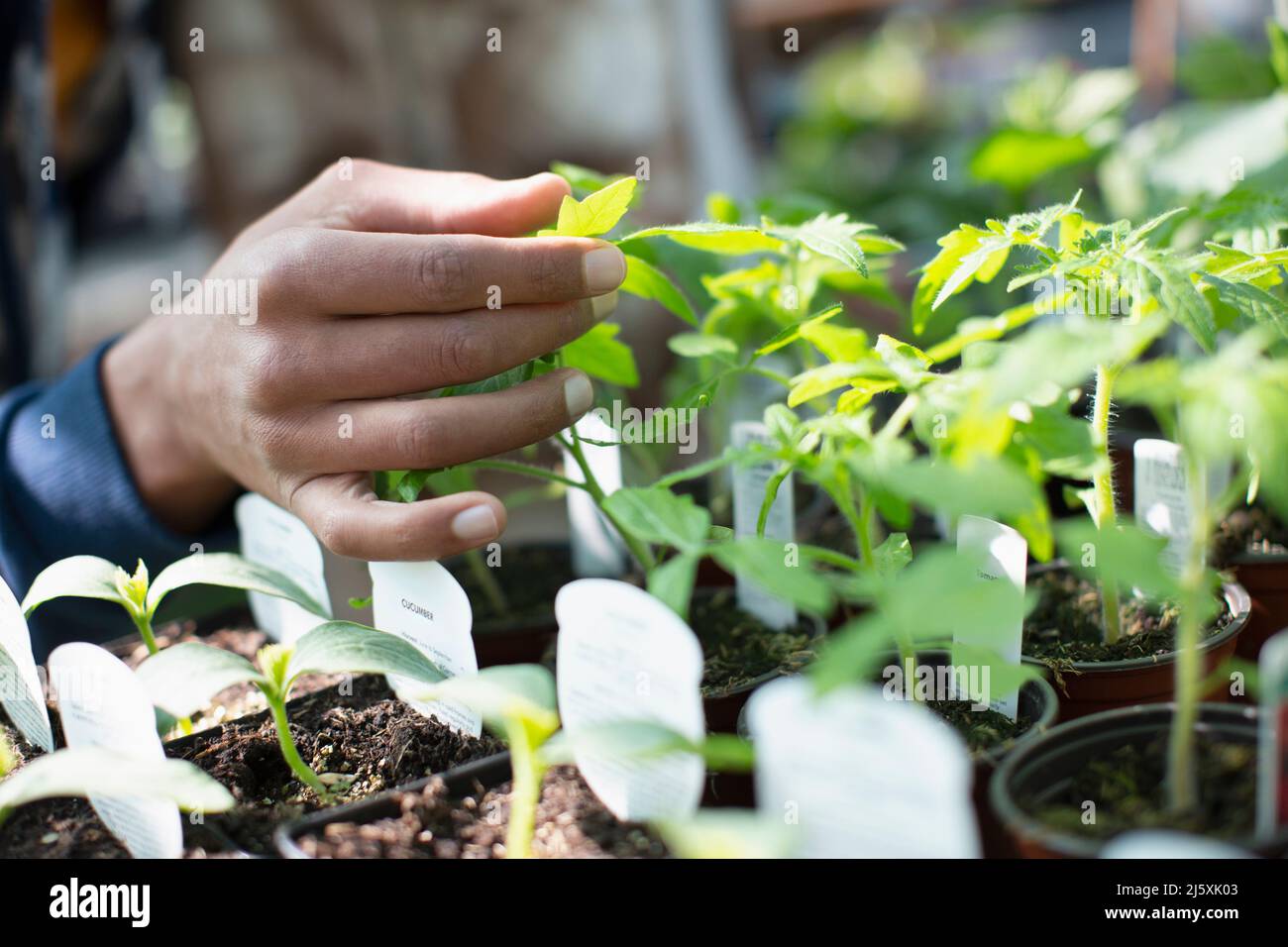 Close up hand touching potted plant seedling leaf Stock Photo - Alamy