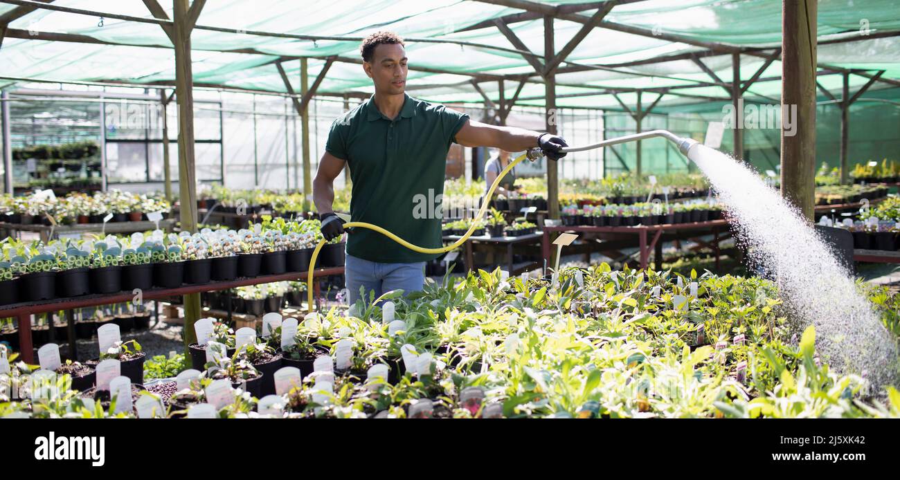 Male plant nursery worker watering plants with hose Stock Photo - Alamy