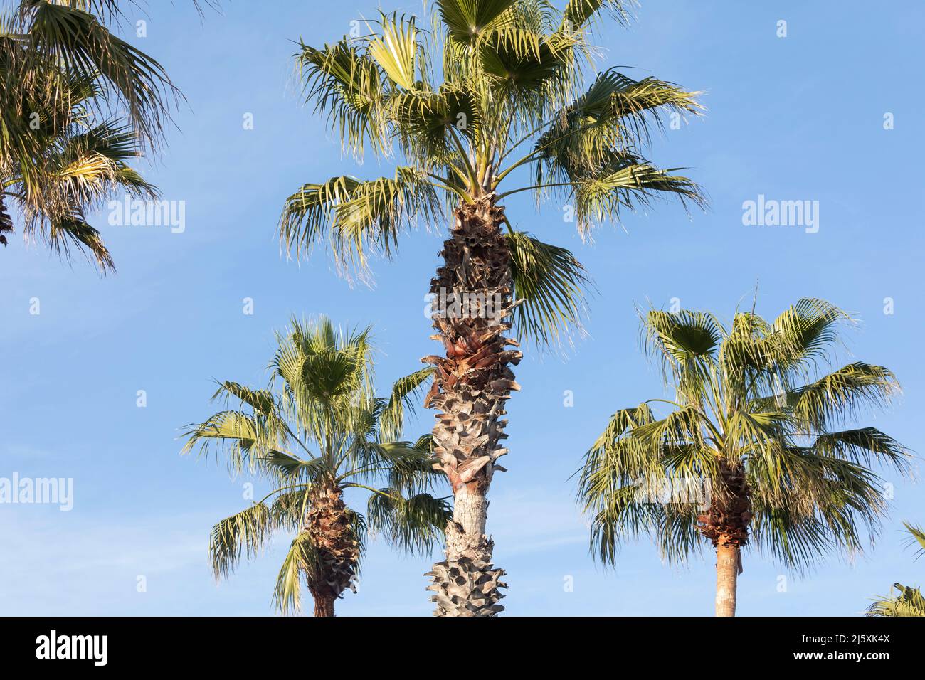 Beautiful palm trees trimmed against a huge blue sky, are part of the ...