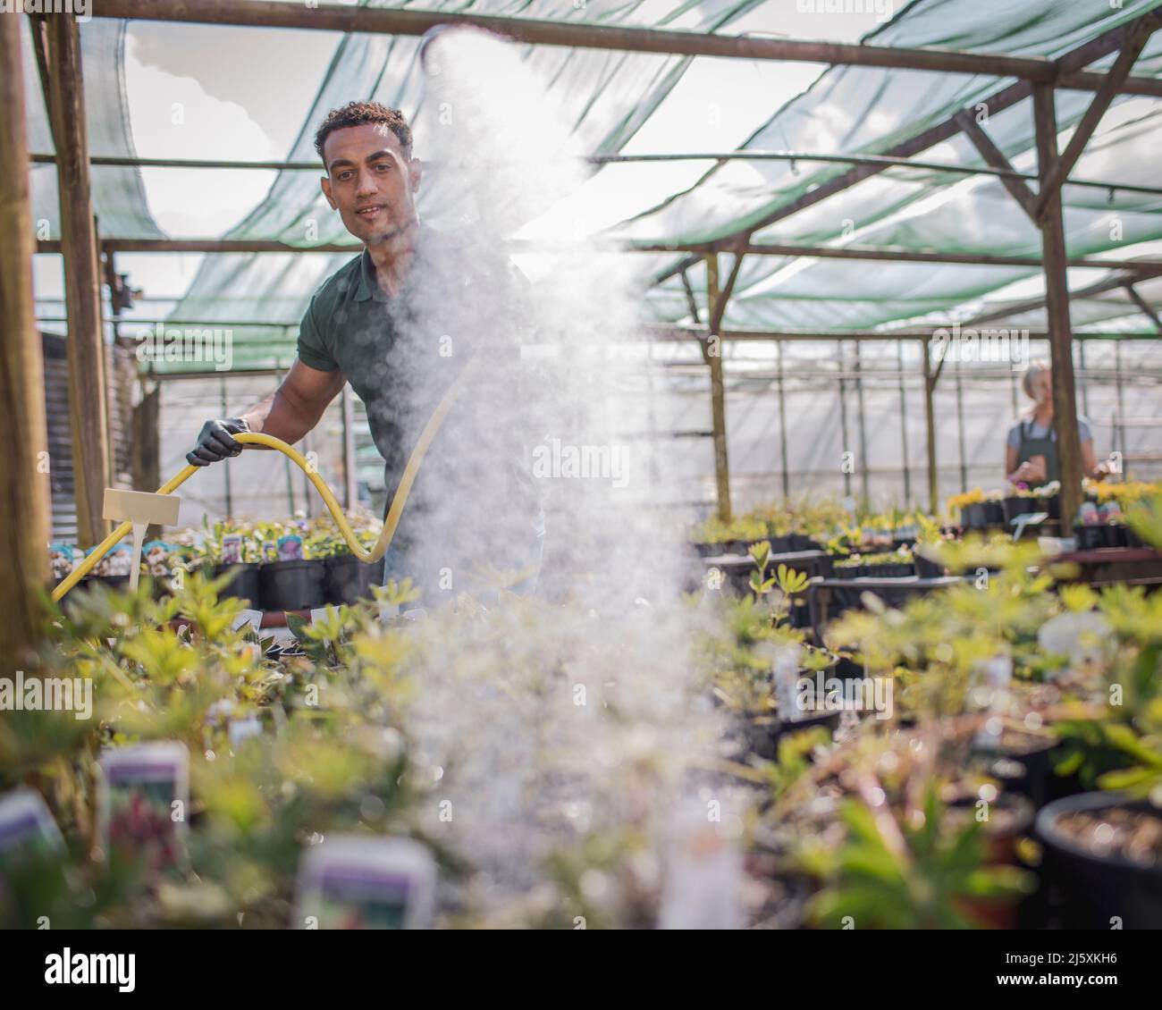 Male garden shop worker watering plants with. hose Stock Photo - Alamy